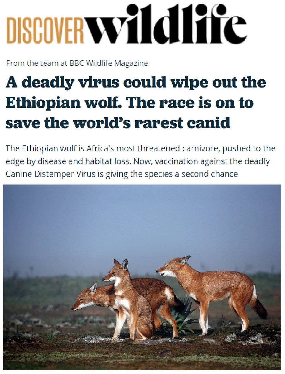 Wolf Conservation Center 🐺 on Twitter: "The biggest threat to rare ...