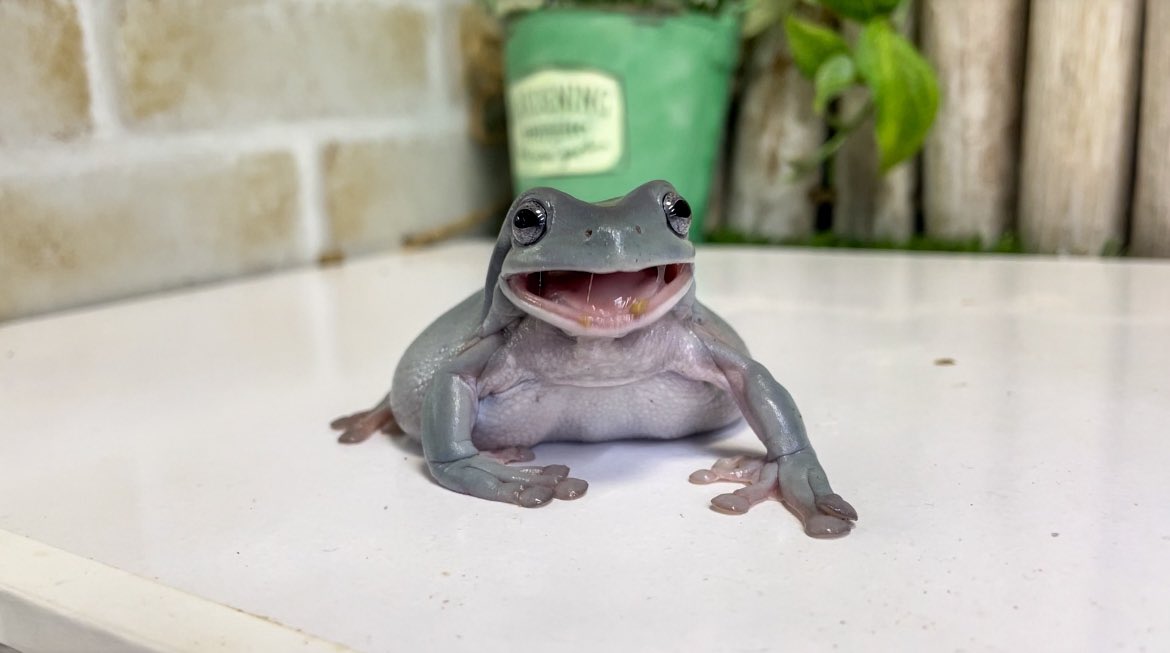 ぴよ@書籍【ぴよのカエルびより】発売中🐸 on Twitter: "機敏な動きで誰よりも食べて巨大化したくるみちゃん🐸 アラレちゃんと体重同じくらい 最初の1年でどれだけ食べるかって結構大事な ...