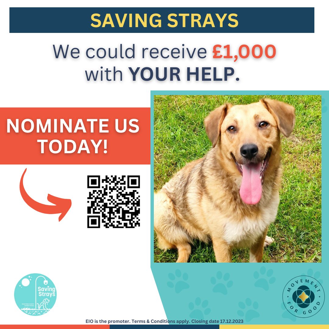 Saving Strays 🐾🐶🐕 on Twitter: "All the money goes towards food and shelter for our stray dogs in ...