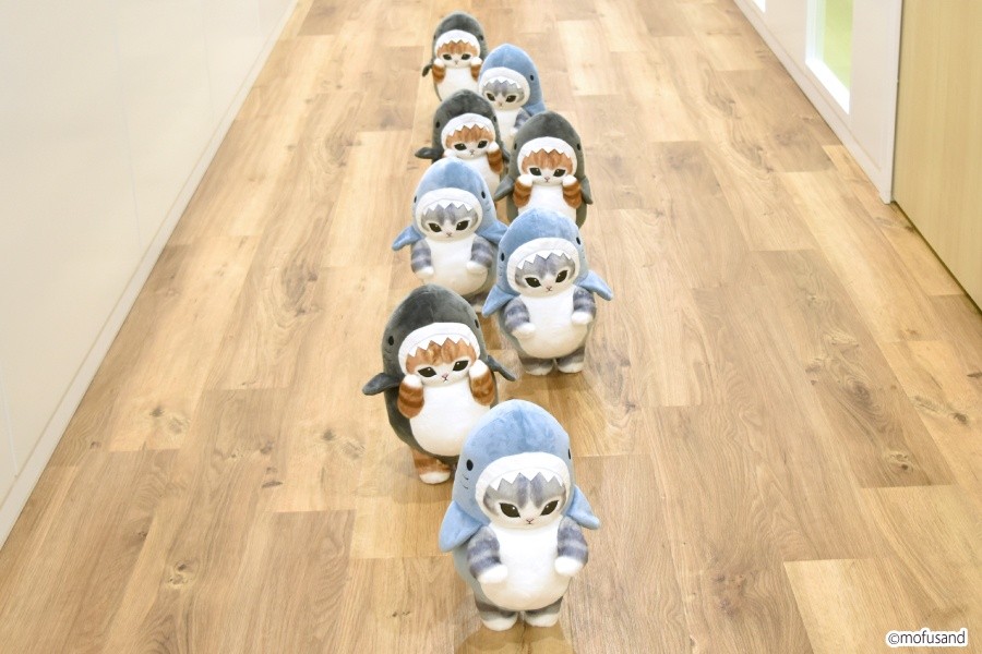ぢゅの🐈 on Twitter: "RT @fancy_fukuya: \お店まで行進中💨💨／ 『#mofusand(@mofu_sand)』 サメにゃんBIGぬいぐるみ～上手に立てるよ ...