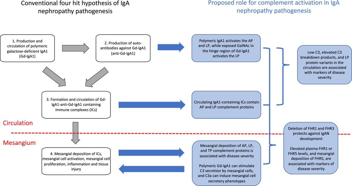 1/Hey #medtwitter #Nephtwitter! Lets talk about role of complement in ...