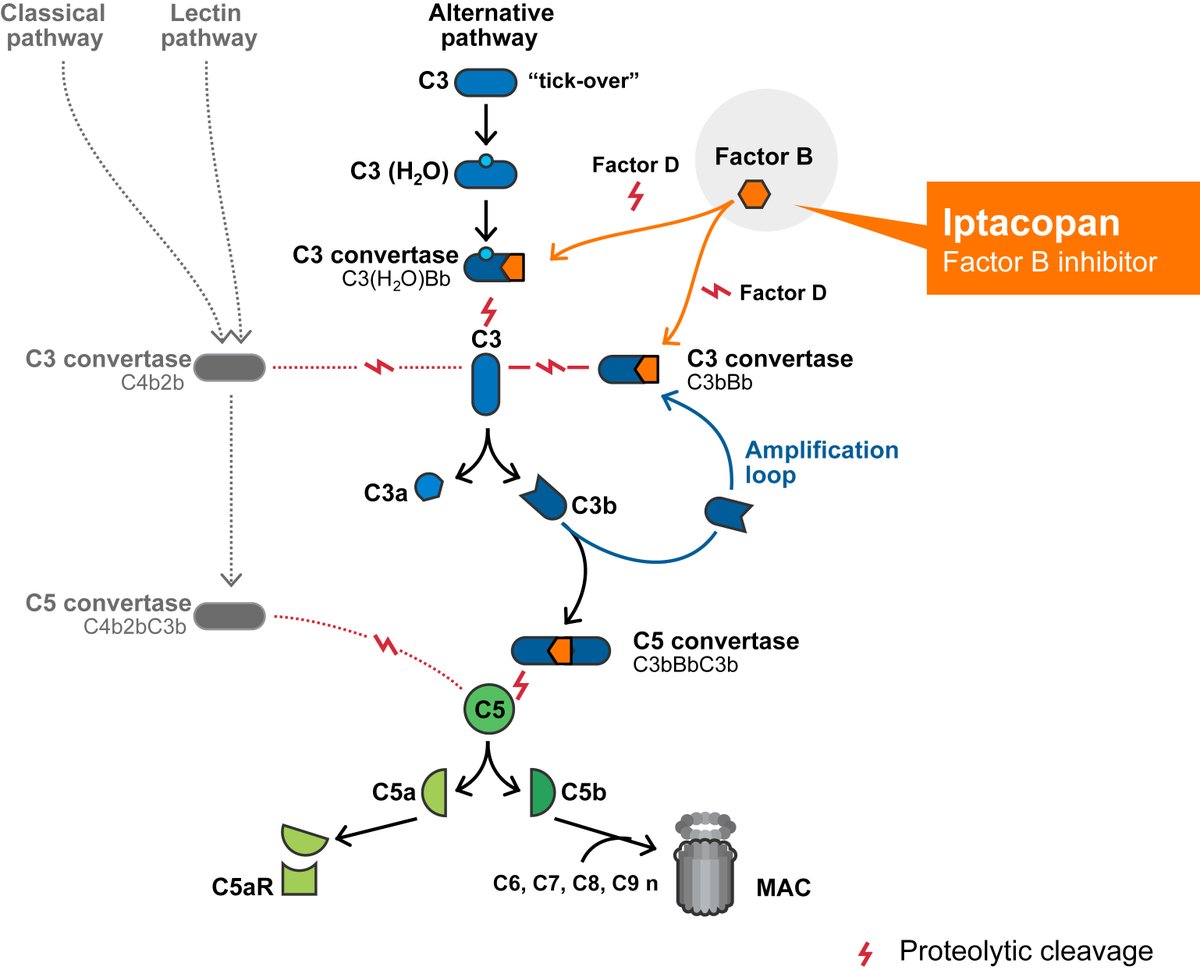 1/Hey #medtwitter #Nephtwitter! Lets talk about role of complement in ...