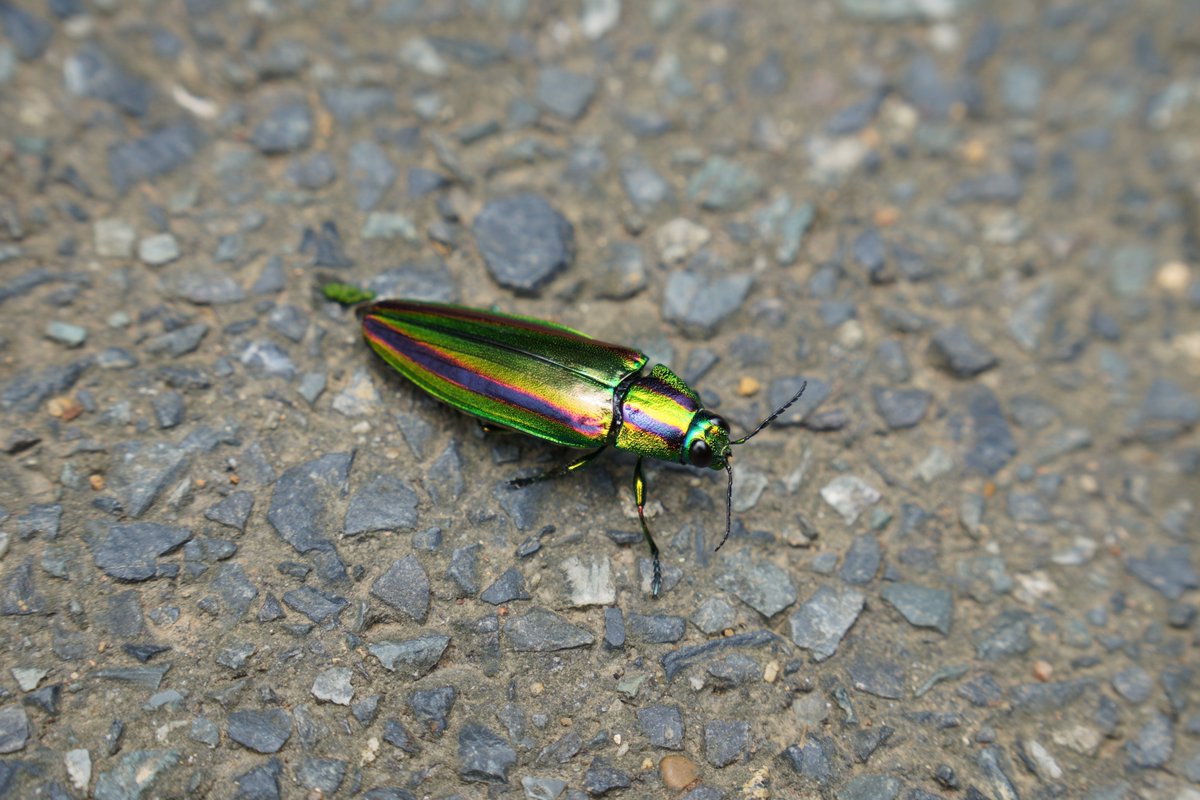 ビッグモーター前の街路樹(@plus7) - Twilog