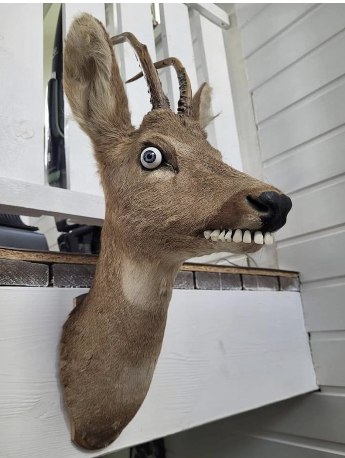 Deer Taxidermy Gone Wrong