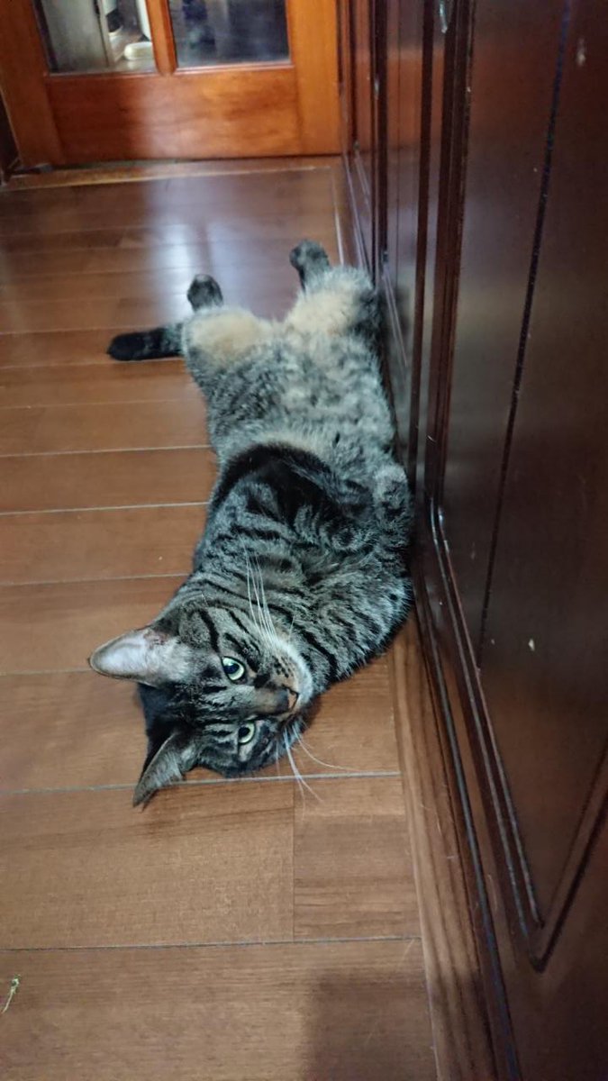 HIROKI🎴0w0)ﾉ🌸🌻 on Twitter: "#猫 #cat #キジトラ 父の撮影。 Taken by my father."