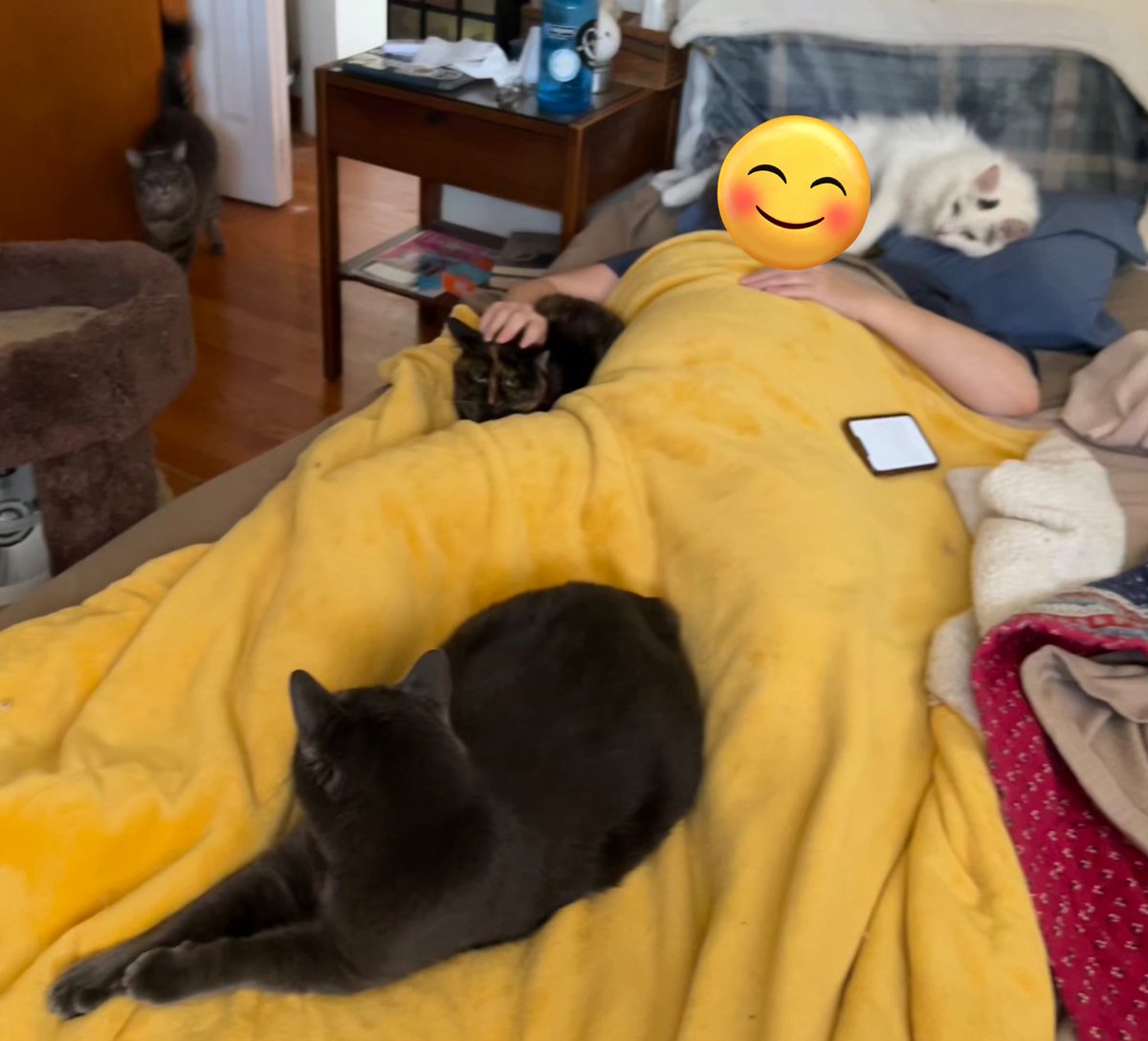 A Cat Named Bitches on Twitter: "Sport’s like what? I missed the pile on mom party?!"