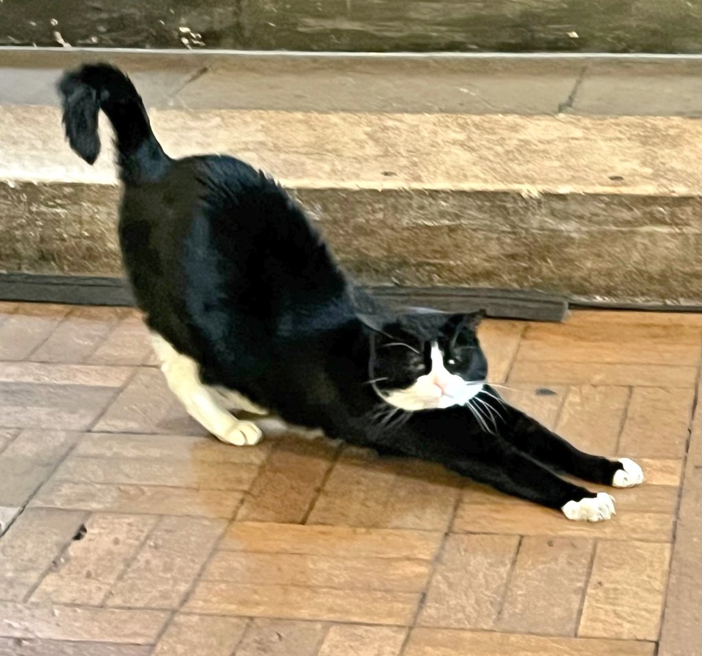 Cat Walking Upright
