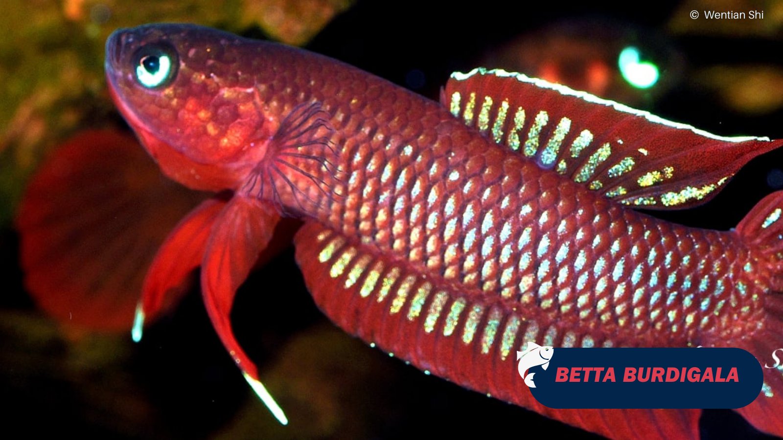 SHOAL on Twitter: "🔦 Spotlight on Peatland Species 🐟 Betta Burdigala 📍 Sumatra, Indonesia ...