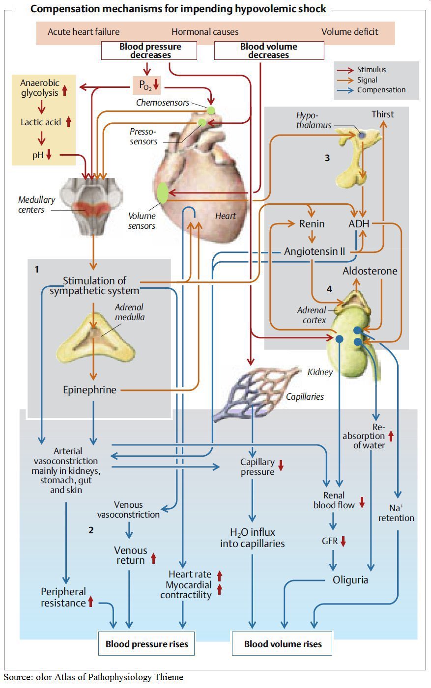 Hypovolemic Shock Pathophysiology