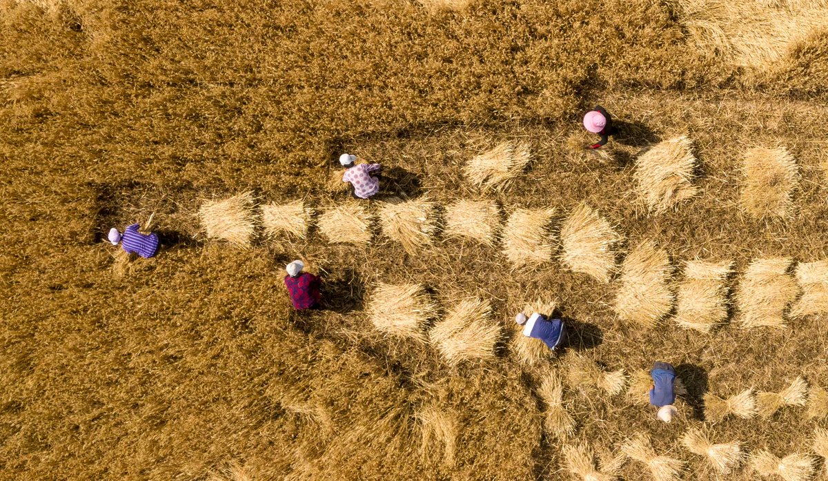 Leguminose - Sustainable agriculture through legume-cereal ...