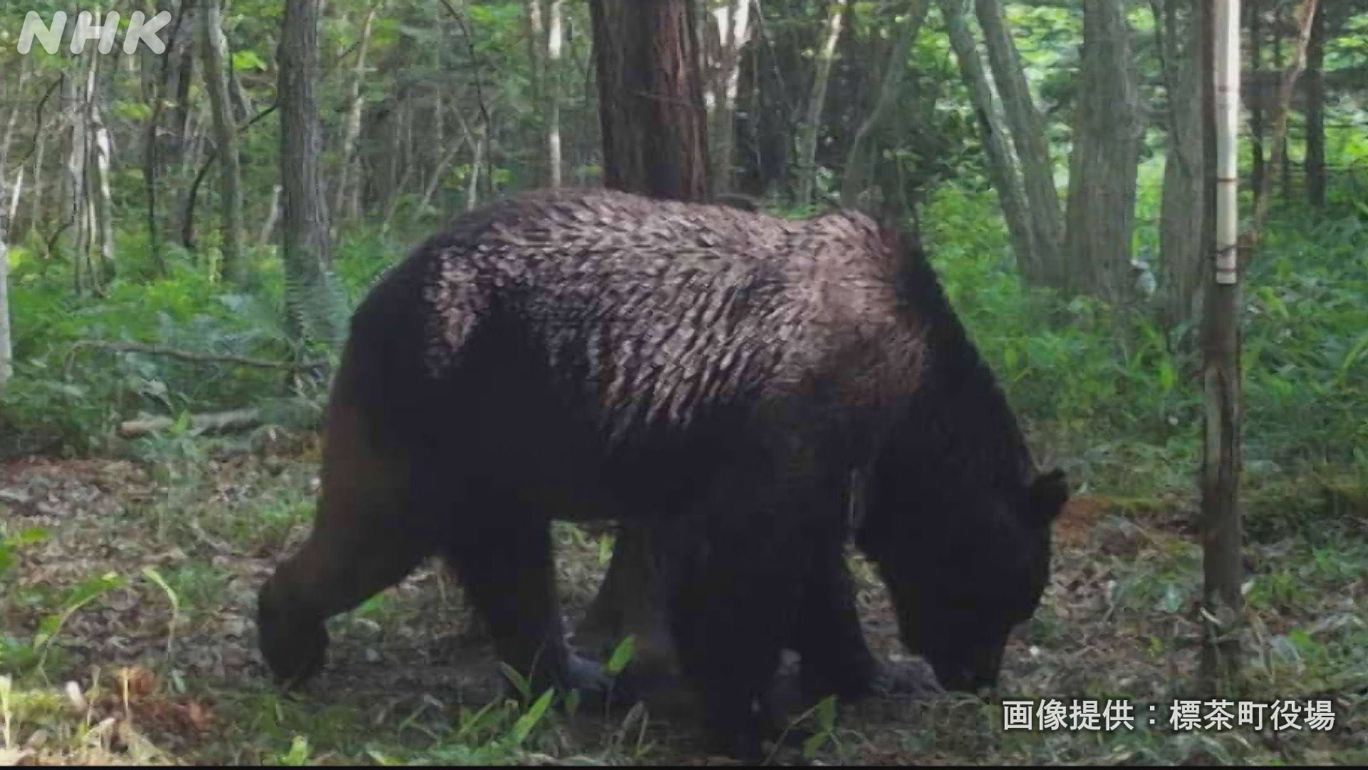 NHK北海道 on Twitter: "【これが「OSO18」鮮明なカラー画像公開】 標茶町が公開した画像から 体長2m～2.2mのクマの全身の様子や 木の幹につけられた体毛を採取するわなに体 ...