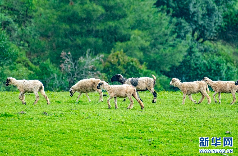 Beautiful China On Twitter As If There Is Anything To Do But Count Sheep Unwind In The Meadow