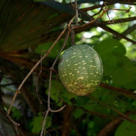 uSelwa leHlathi (Forest Calabash) The cooked forest calabash is cooling ...