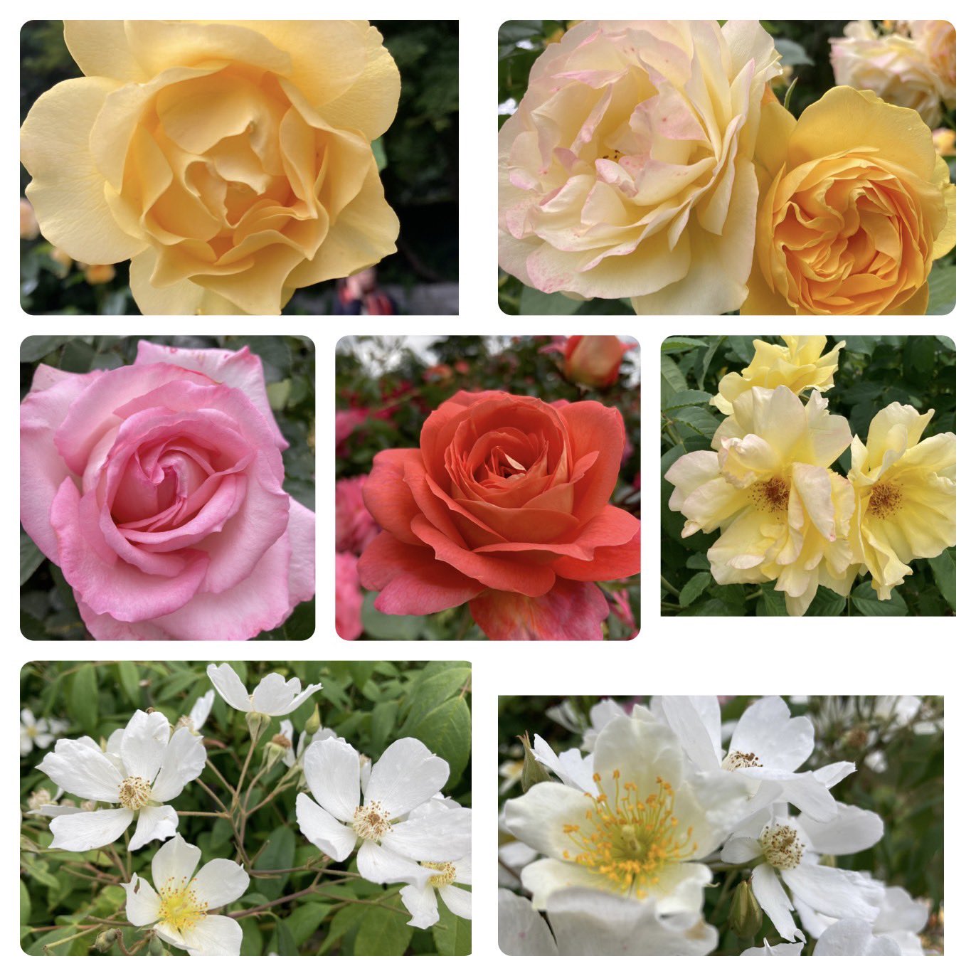 Yellow Queen Elizabeth Rose