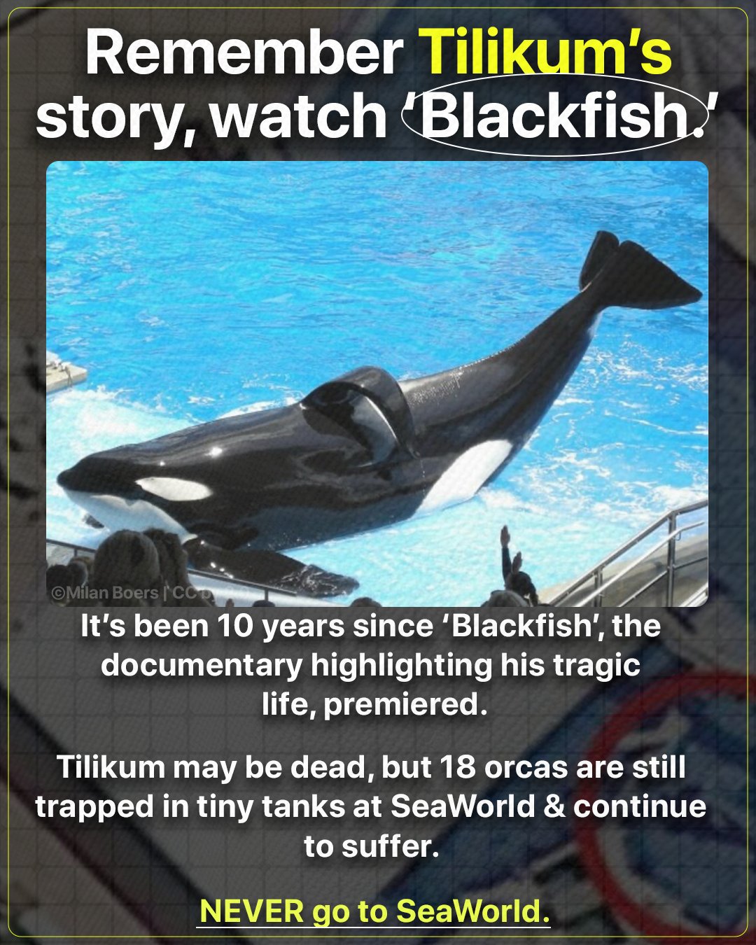 Blackfish Documentary Poster