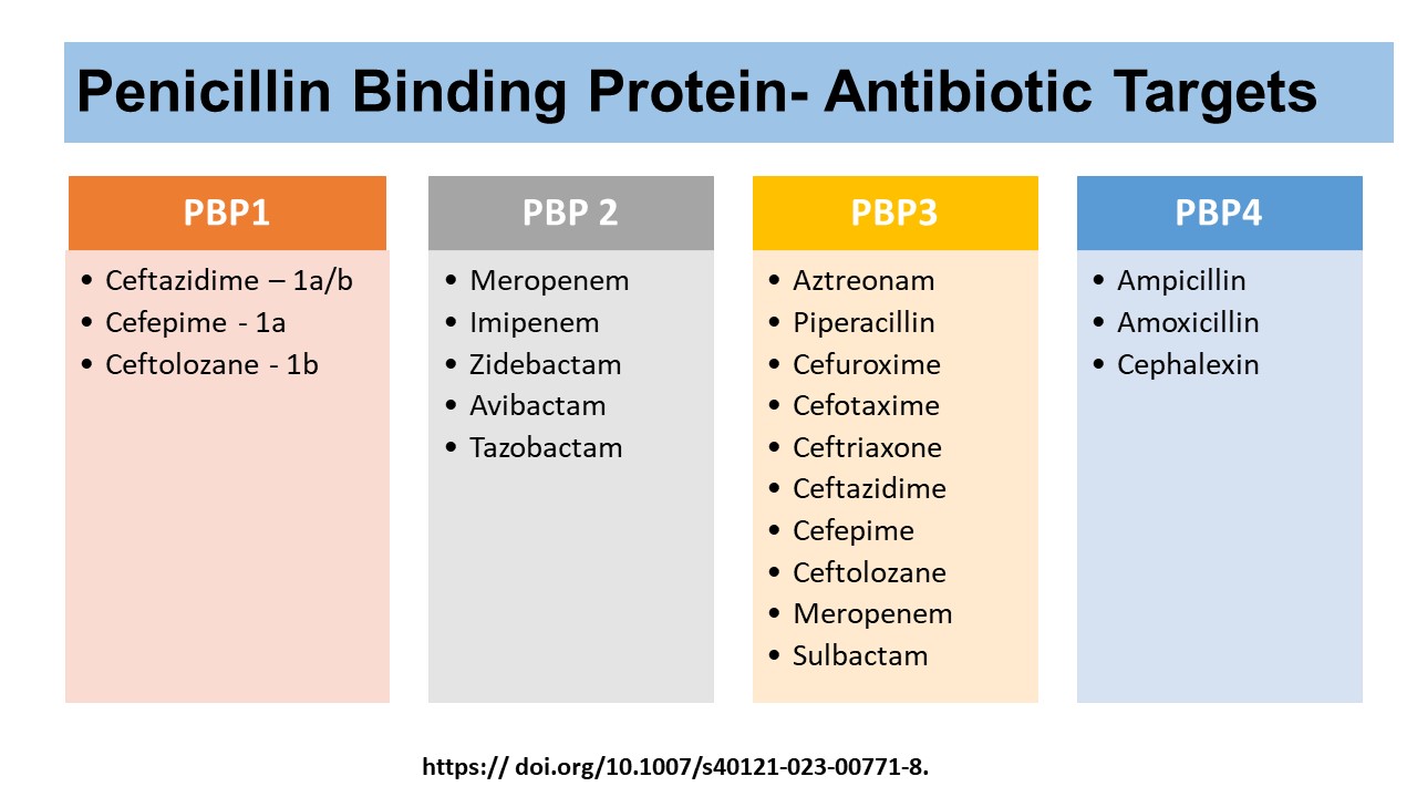 Penicillin Binding Protein