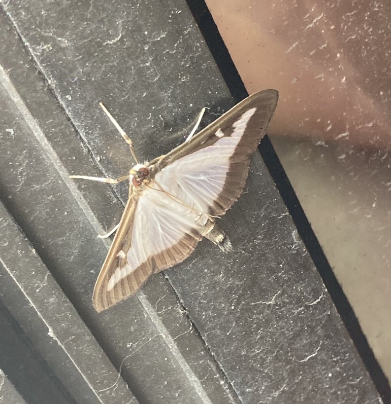 Daily Moths on Twitter: