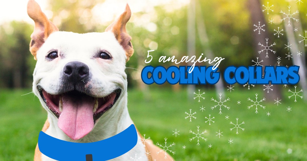 Happy Tails Inc (@HappyTails247) / Posts / X