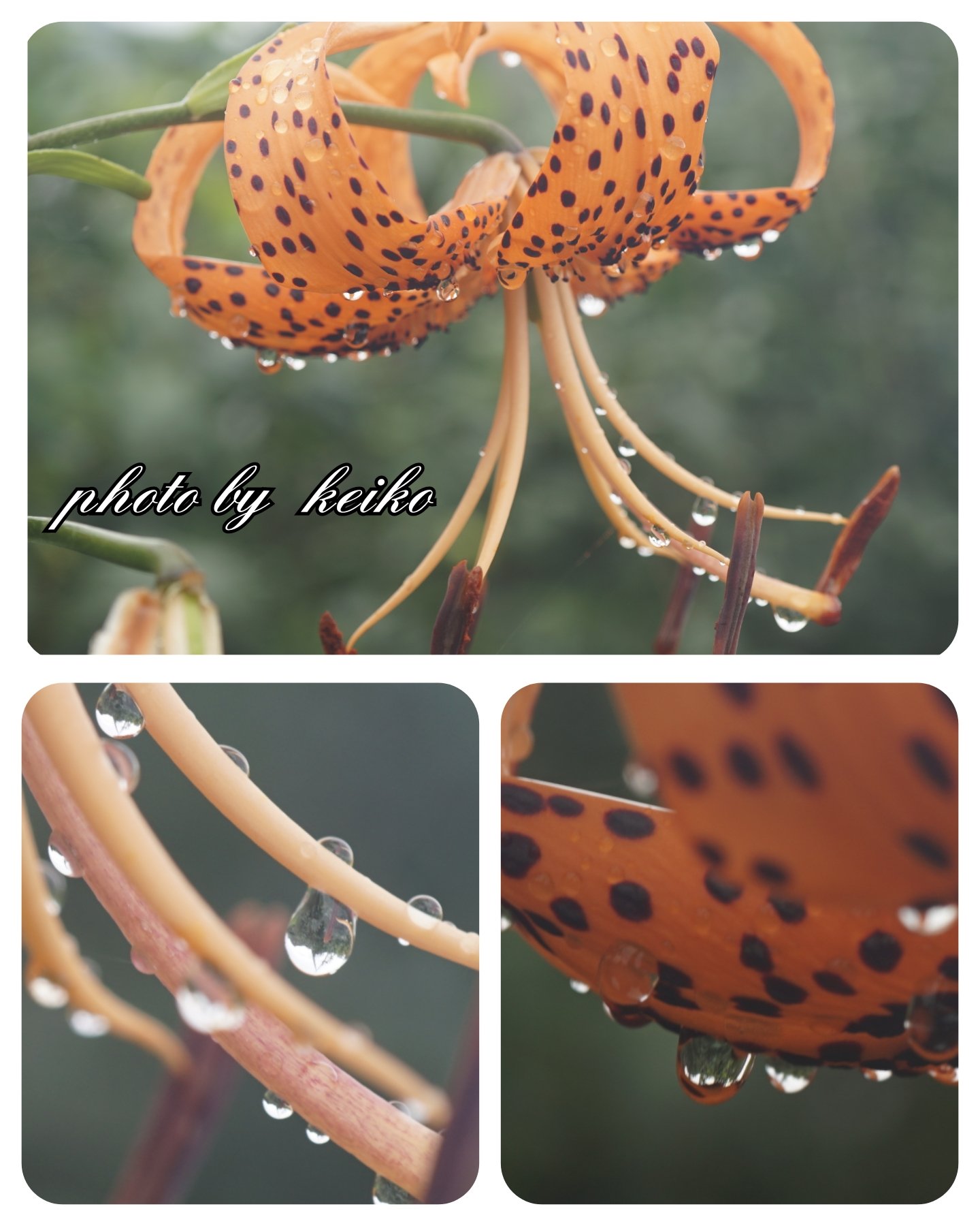 keiko on Twitter: "雨あがりに…💧 https://t.co/tSlfHbNXSK" / Twitter