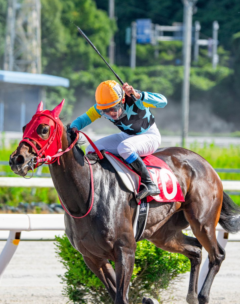 高知けいばメモ on Twitter: "RT @lefty_516: 2023.7.17(祝月) 3R JRA交流競走 よさこい盃 シゲルミライ&田口貫太騎手(JRA) #高知競馬"