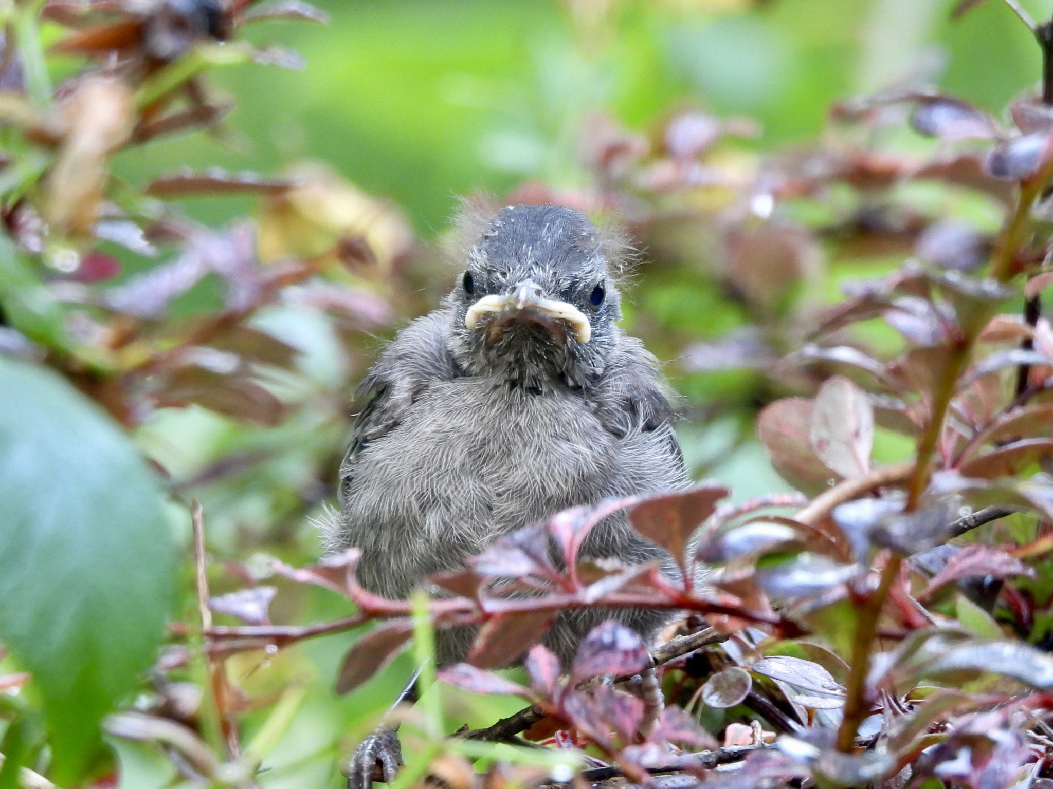 Baby Catbird