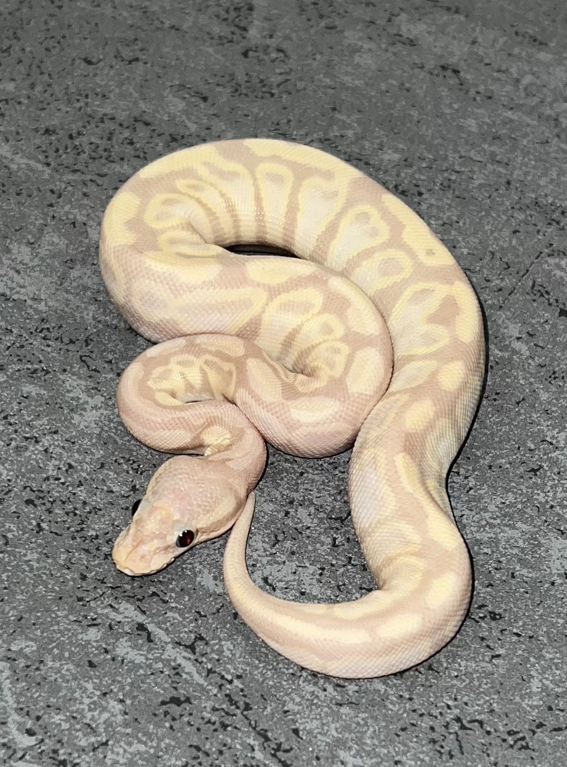 Side-B Collection on Twitter: "0.1 パステルバナナhetクラウン sold Ball Pythons as living art #ボールパイソン https ...