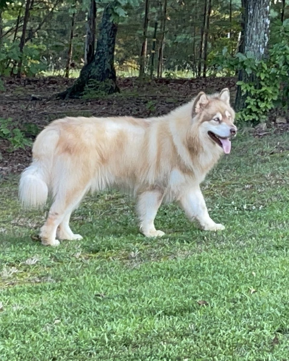 Red Giant Alaskan Malamute