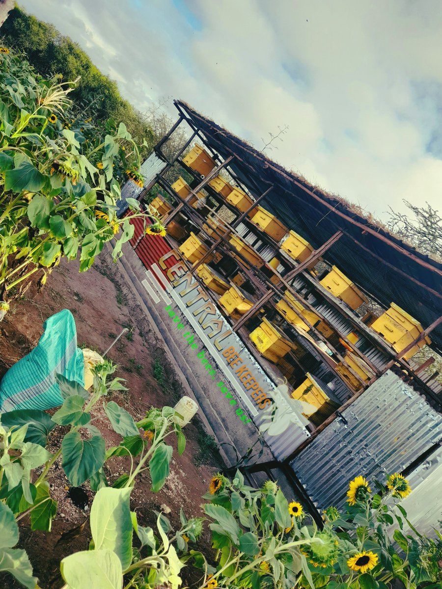 BEES 101🐝🐝🌻🌻 LONG THREAD!! Maintaining healthy and productive Bee ...