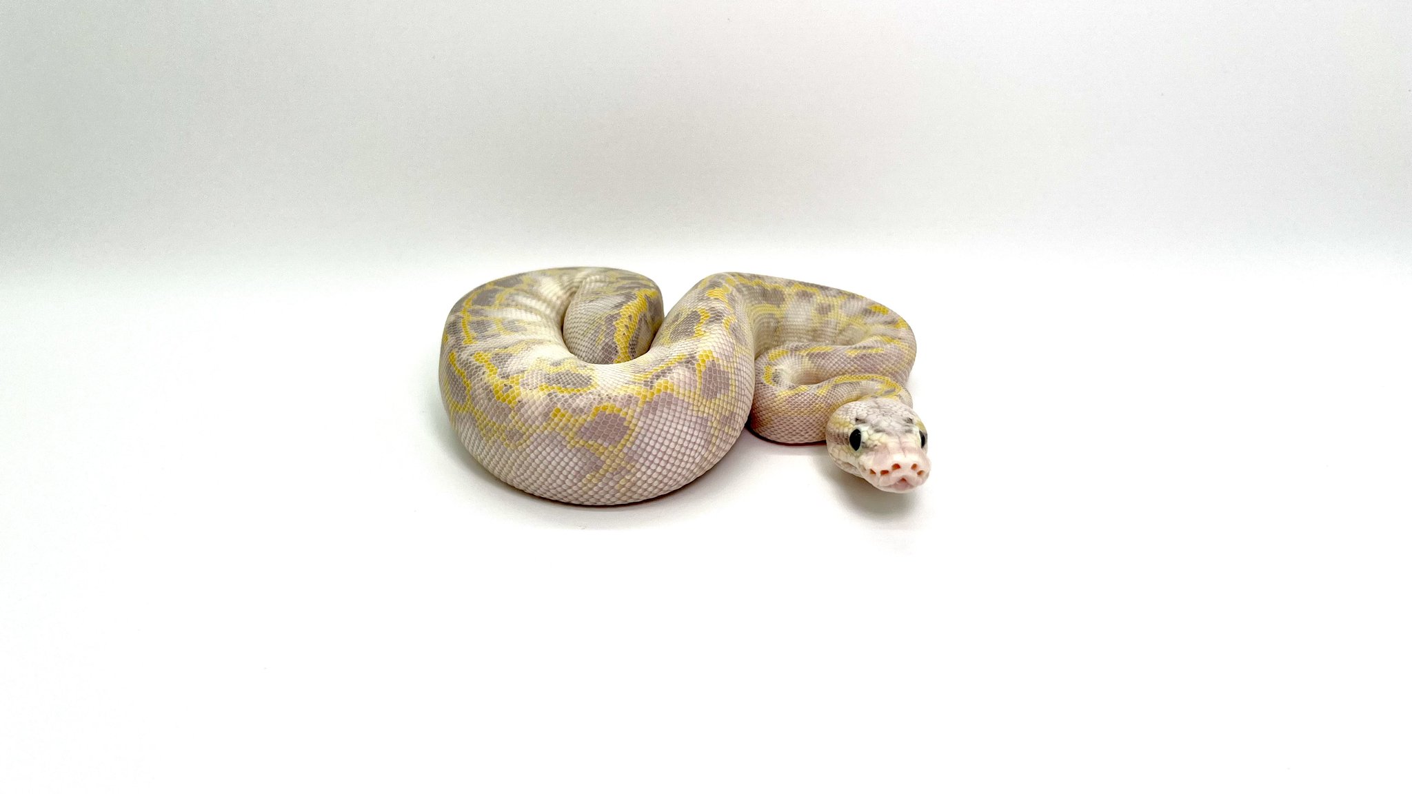 Kuebiko on Twitter: "Leopard Pastel Super YB CG Super YB Mojave Super YB Pastel Super YB ＃ボール ...