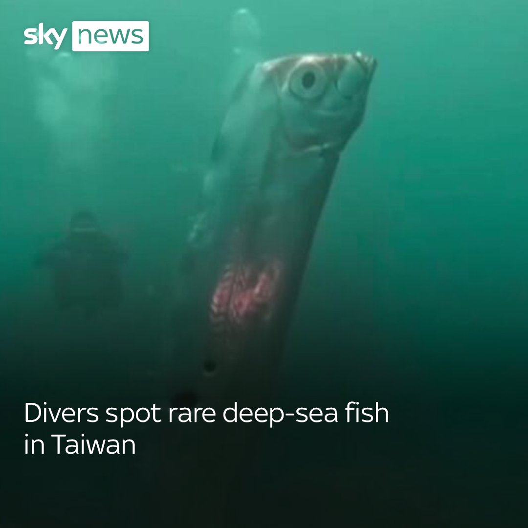 Rare Giant Oarfish