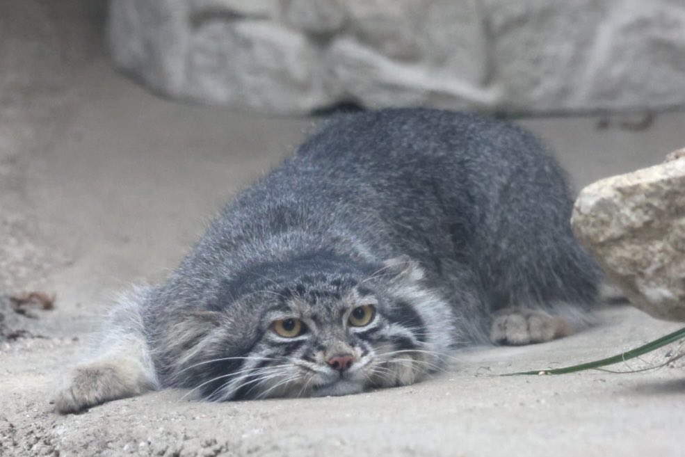amie ｱﾐｨ on Twitter: "ナルくん 2023.07.12 #神戸どうぶつ王国 #マヌルネコ #manul #Манул #Pallascat https://t.co ...