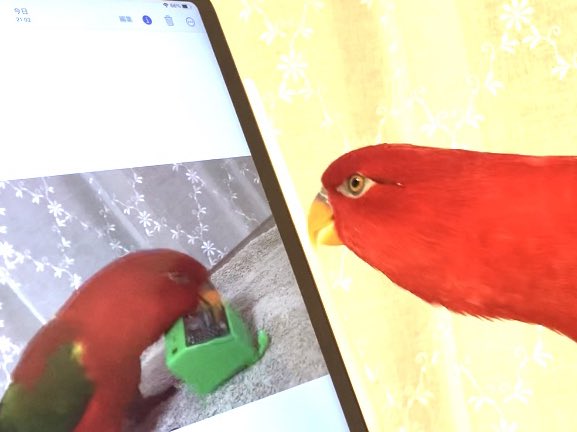 Hideaki Utsumi on Twitter: "Red birb🍅watching Gumi https://t.co/ZbKVJ8eYPQ @YouTube https://t.co ...