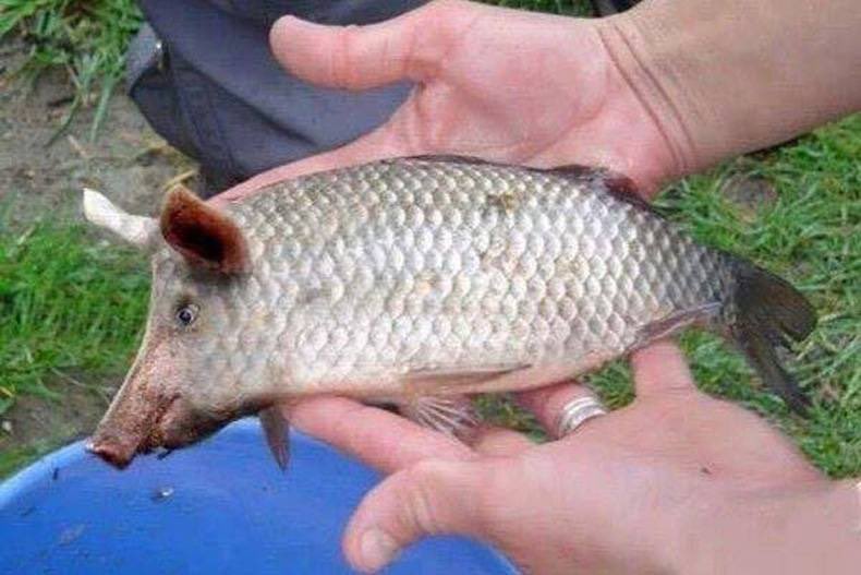 Cursed Images Of Fish FISH! : R/StanleyMOV