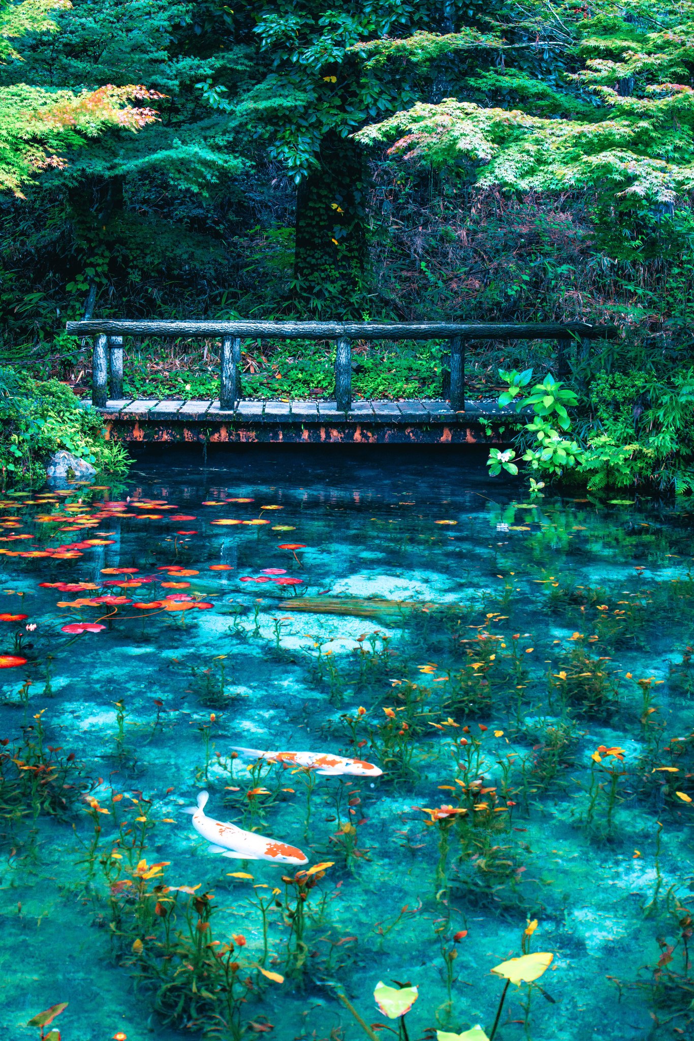 Kanata on Twitter: "色鮮やかで神秘的な夏のモネの池。 https://t.co/uwLB7fcecl" / Twitter