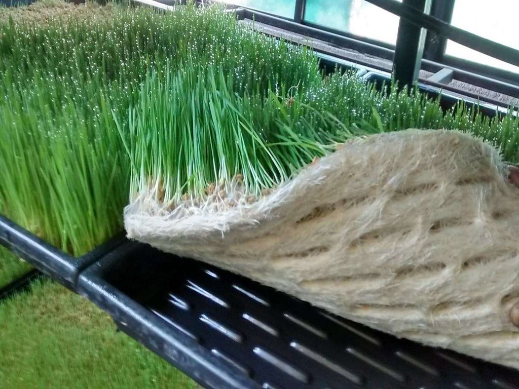 GUHINGA UBWATSI MU NZU (HYDROPONICS FODDER) Ubu ni uburyo bwo guhinga ...
