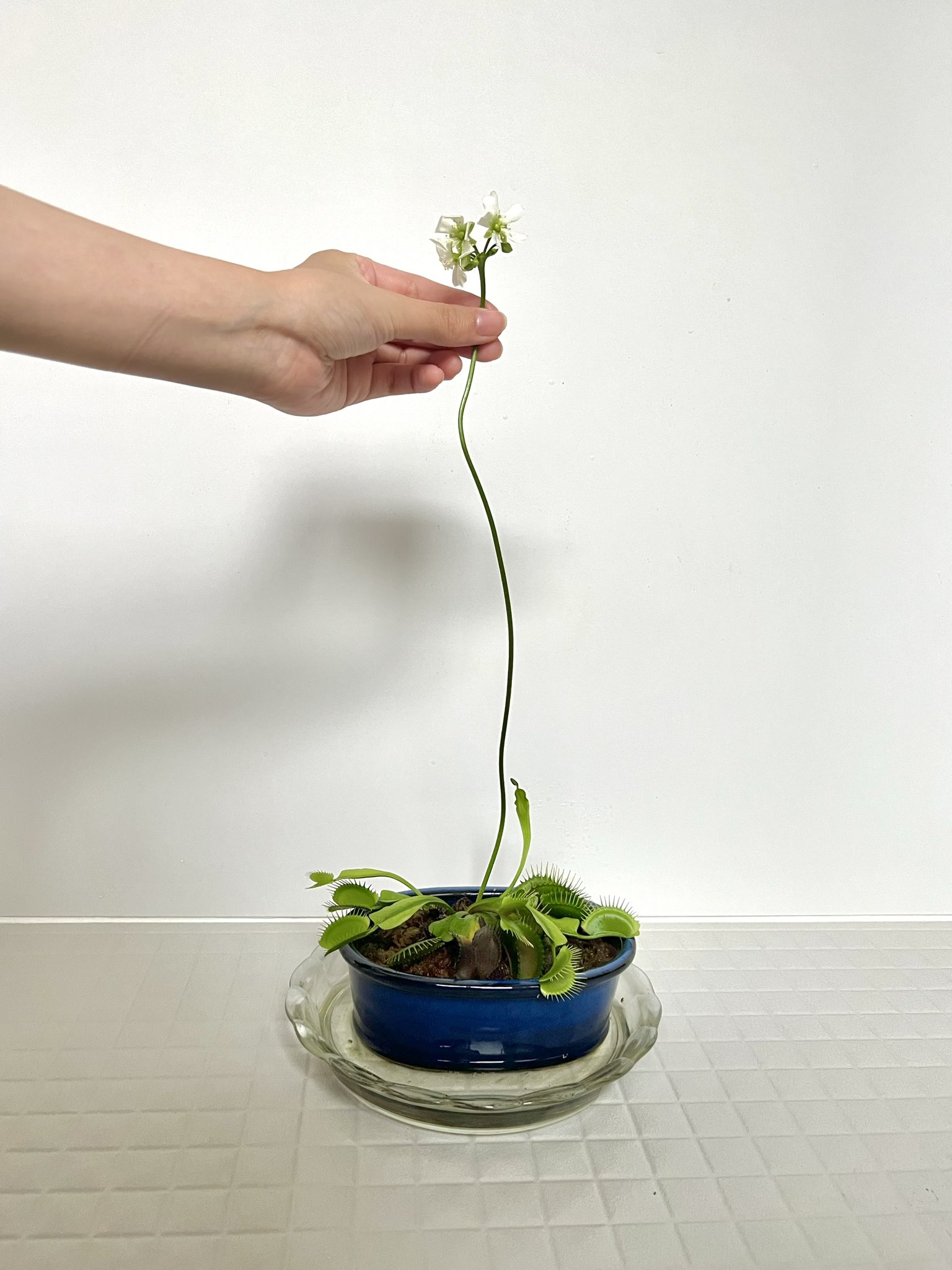 亞生うぱる/VEE所属Dev-c on Twitter: "ﾊﾅｶﾞｻｲﾀﾖ https://t.co/WlMaRTzr53" / Twitter