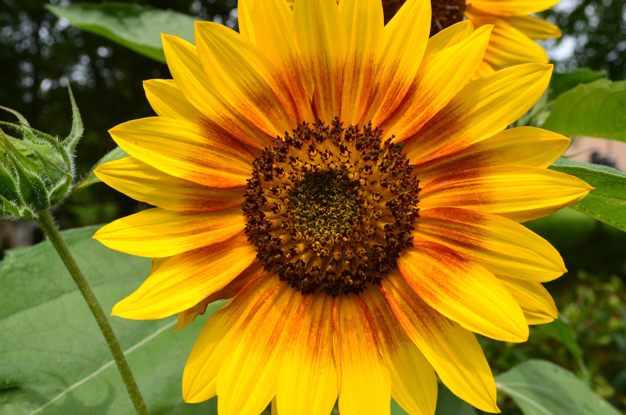 Megan Morrow on Twitter: "GM🌻Let the sunflower's vibrant spirit infuse ...