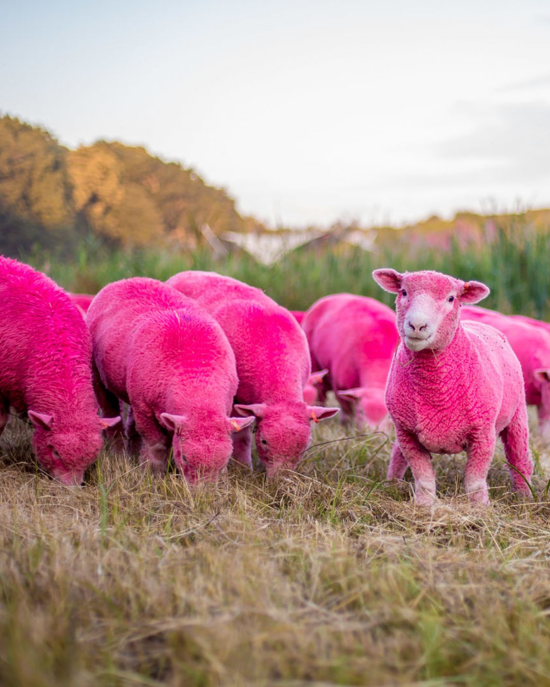 British Wool on Twitter: "🎀 #SheepOfTheWeek does Barbie 🎀 Hey Barbie Hey Ken We couldn't resist ...
