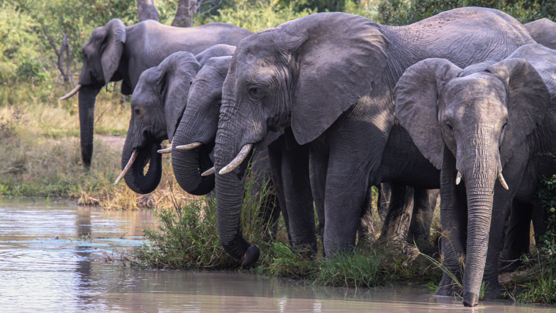WildEarth on Twitter: "The first waterhole webcam in Africa at Vuyatela Dam in Djuma Private ...
