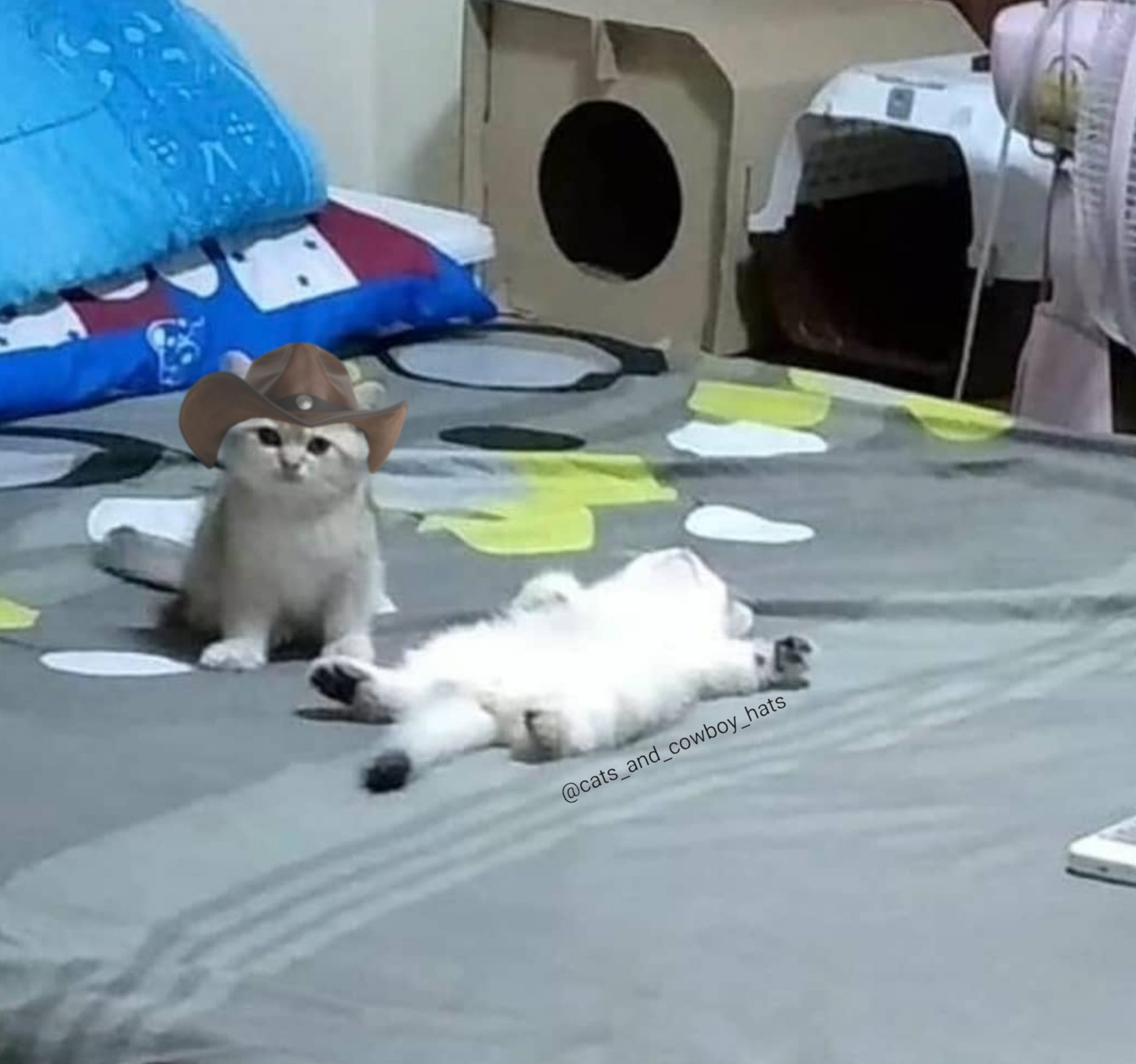 Cat Pass Out Gif
