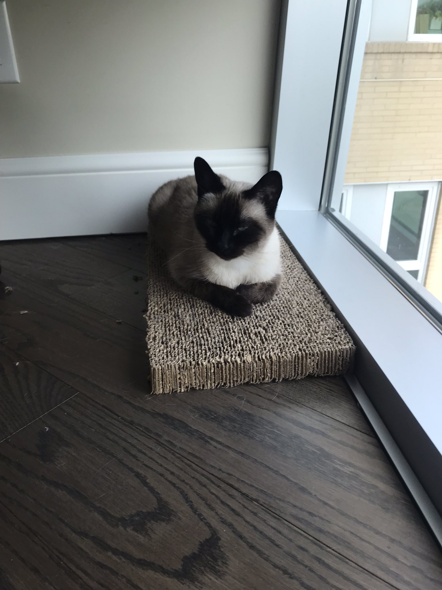 James Lowry on Twitter: "@lawandchocolate During the day she normally ...