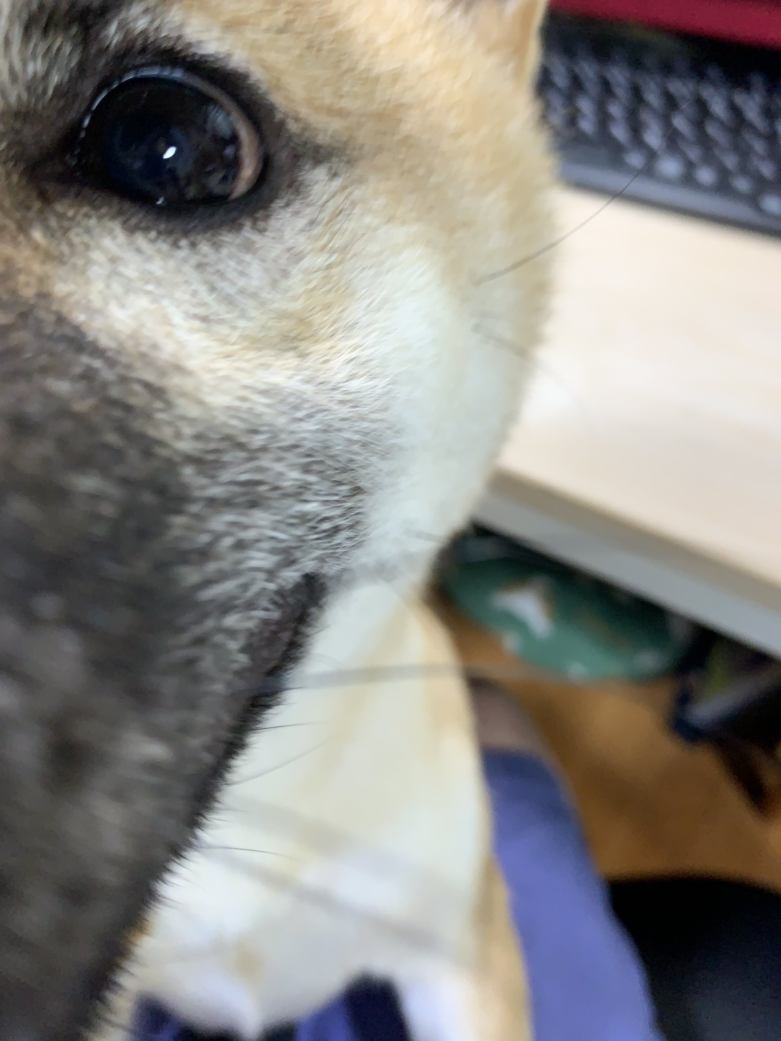 oimo_0141 on Twitter: "おはわん🌄 朝のだっこだっこして💕 ﾊﾔｸ #柴犬との暮らし #だっこルーチン化 #柴犬のいる幸せ #スマホを食おうとすな https://t ...