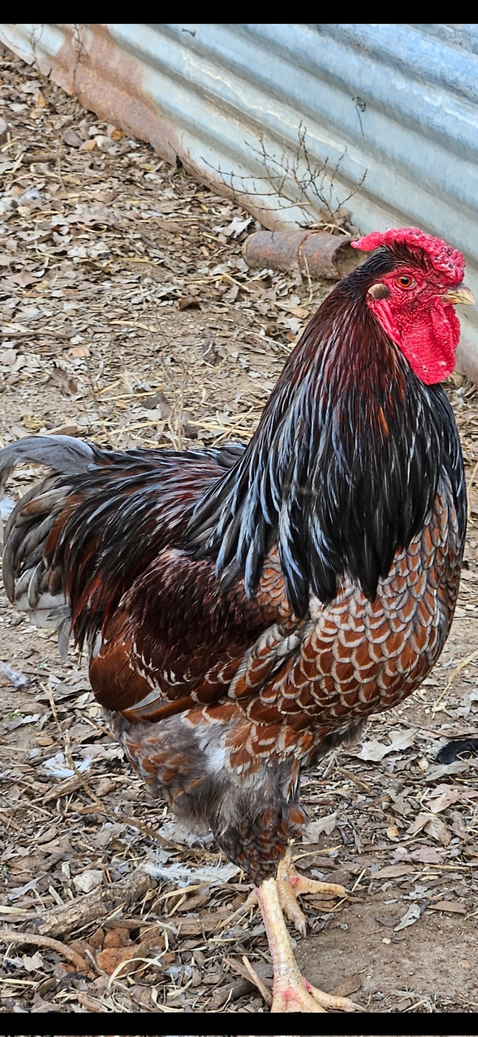 Blue Laced Red Wyandotte