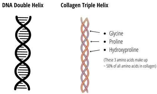 Collagen is the most abundant protein in your body, making up around 30 ...