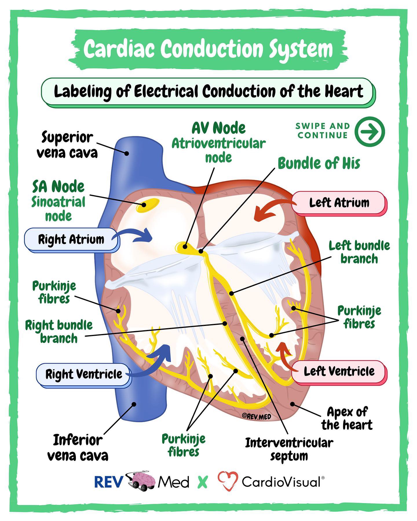 Cardiac Conduction System