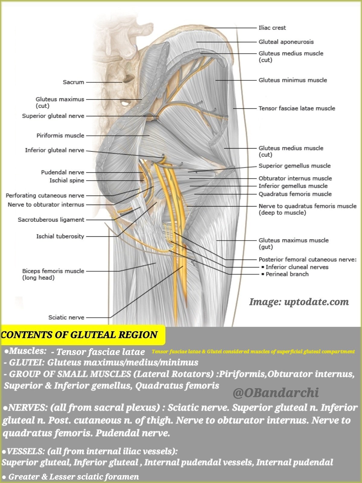 Muscles Of The Gluteal Region