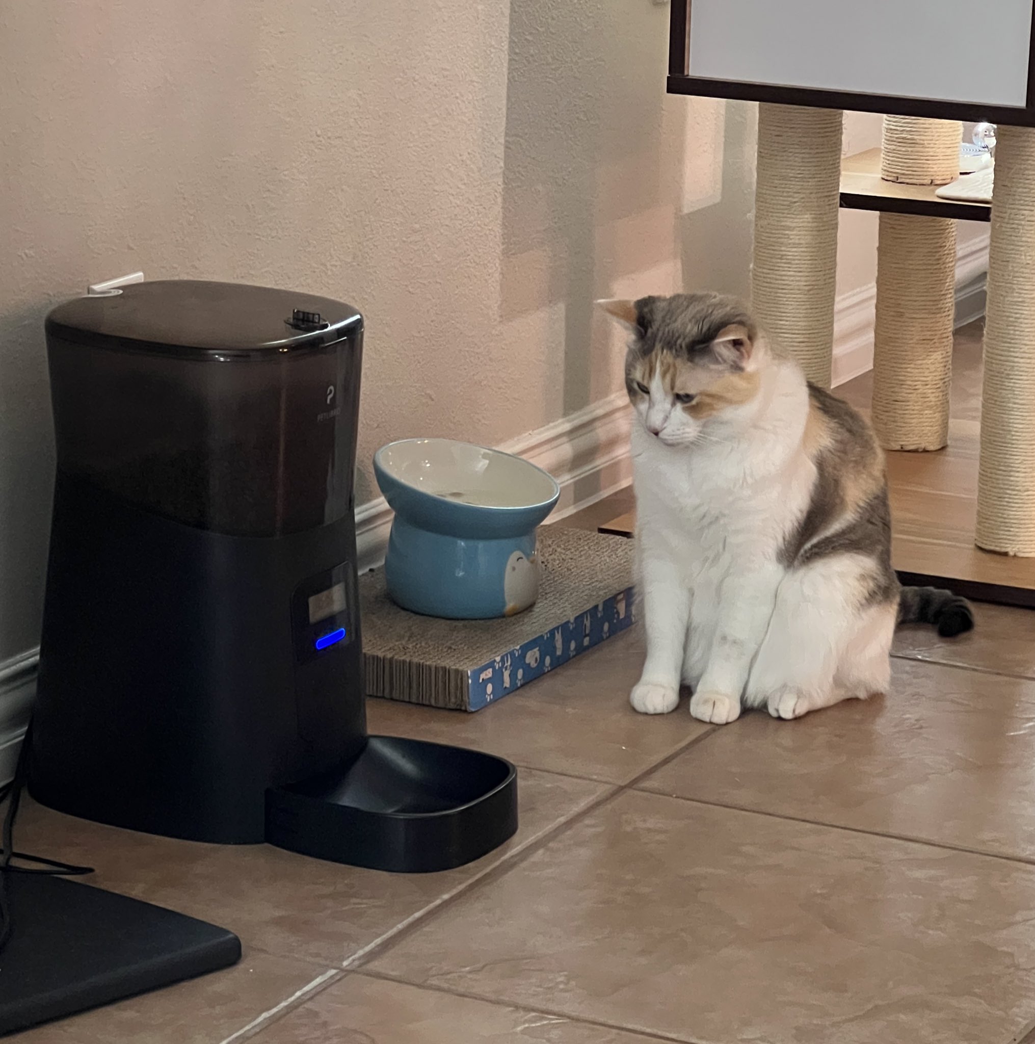 Panko A. Cat’s Mom on Twitter: "She is trying to explode her feeder with her mind https://t.co ...