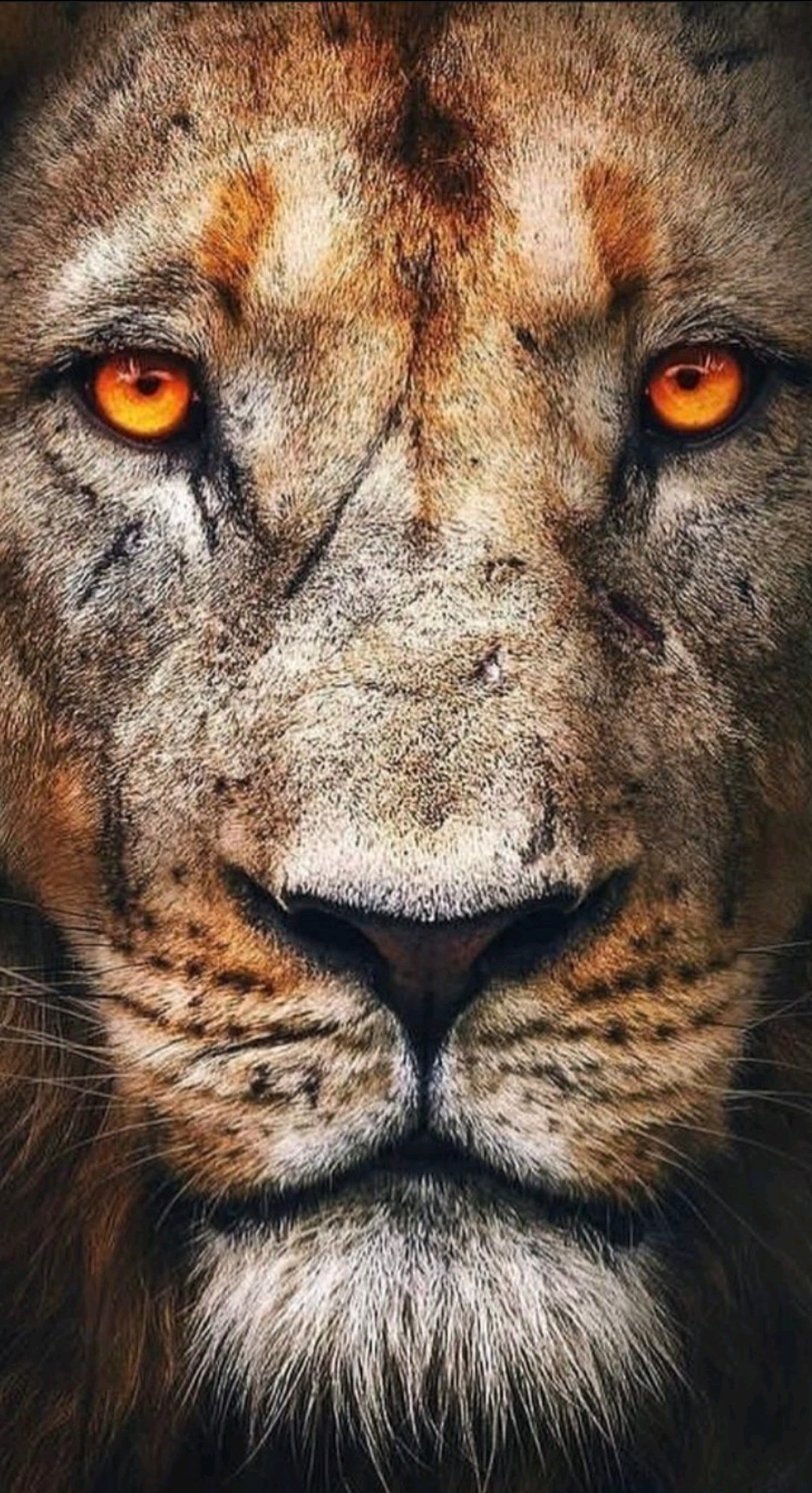 Michael Rincón on X: Galatasaray is the best of Turkey! 💛 🦁 #GS / X ...