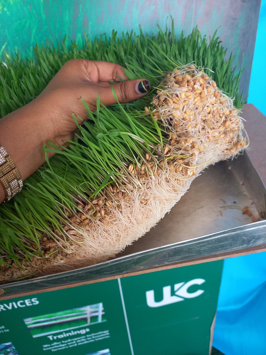 HYDROPONIC FODDER Is produced by growing seeds without #soil, and with ...