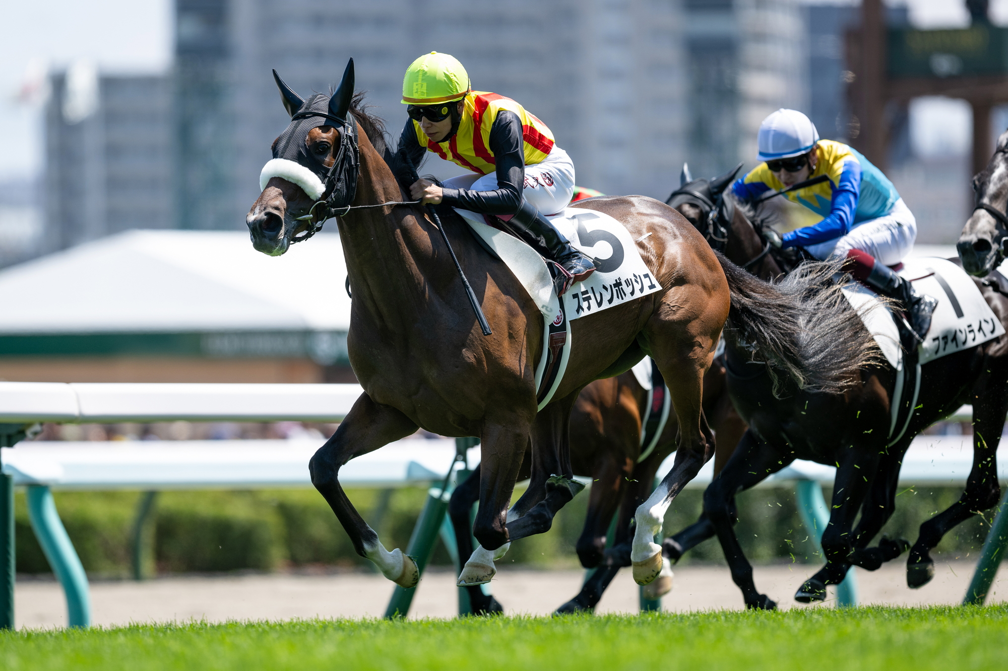 netkeiba on Twitter: "札幌5R 2歳新馬 芝1800 #ステレンボッシュ #横山武史 父エピファネイア 母ブルークランズ 3代母ウインドインハーヘア 札幌9R HBC賞 ...